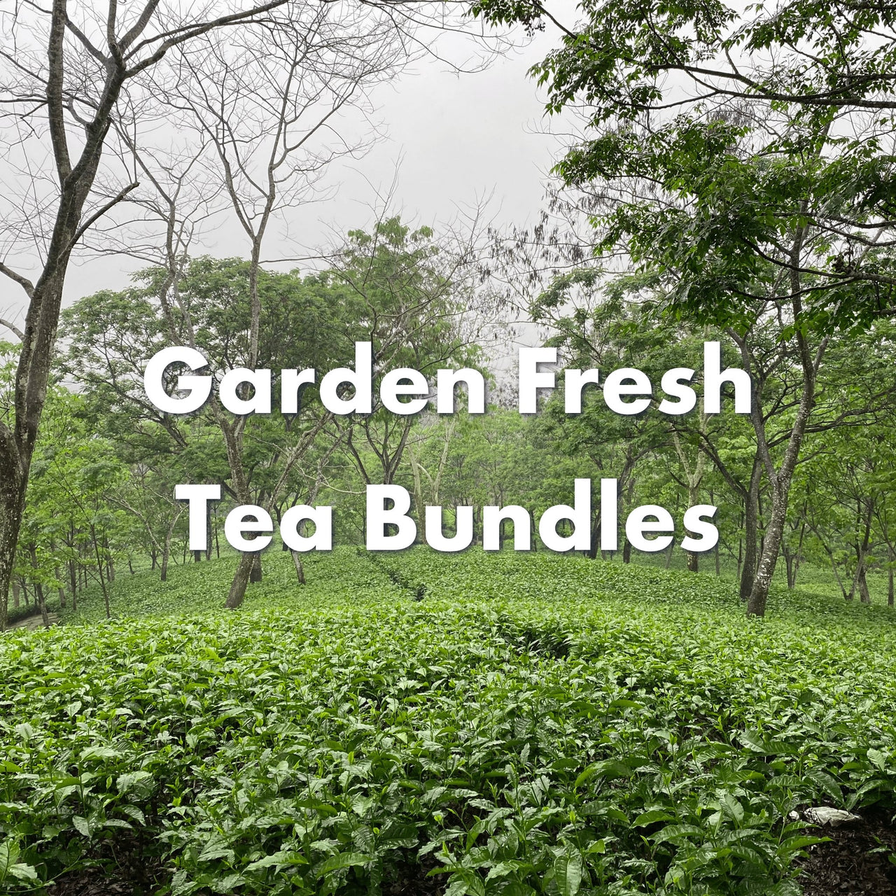 Orange Black Fruit Tea - Mosi Tea